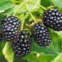 Vanzare Pomi Fructiferi si Vita de Vite. Arbusti fructiferi.